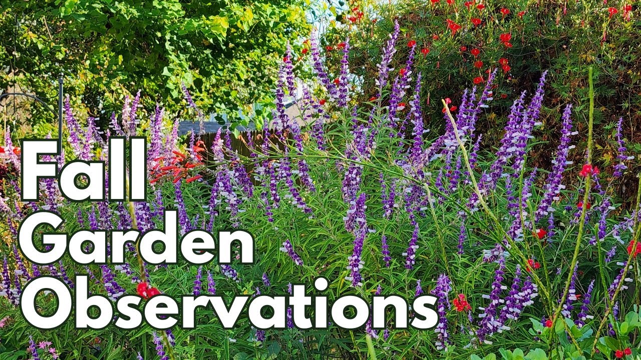 Garden observations mid-Sept 2025 | Texas Gulf Coast Zone 9b | #butterfly #hummingbird # ...