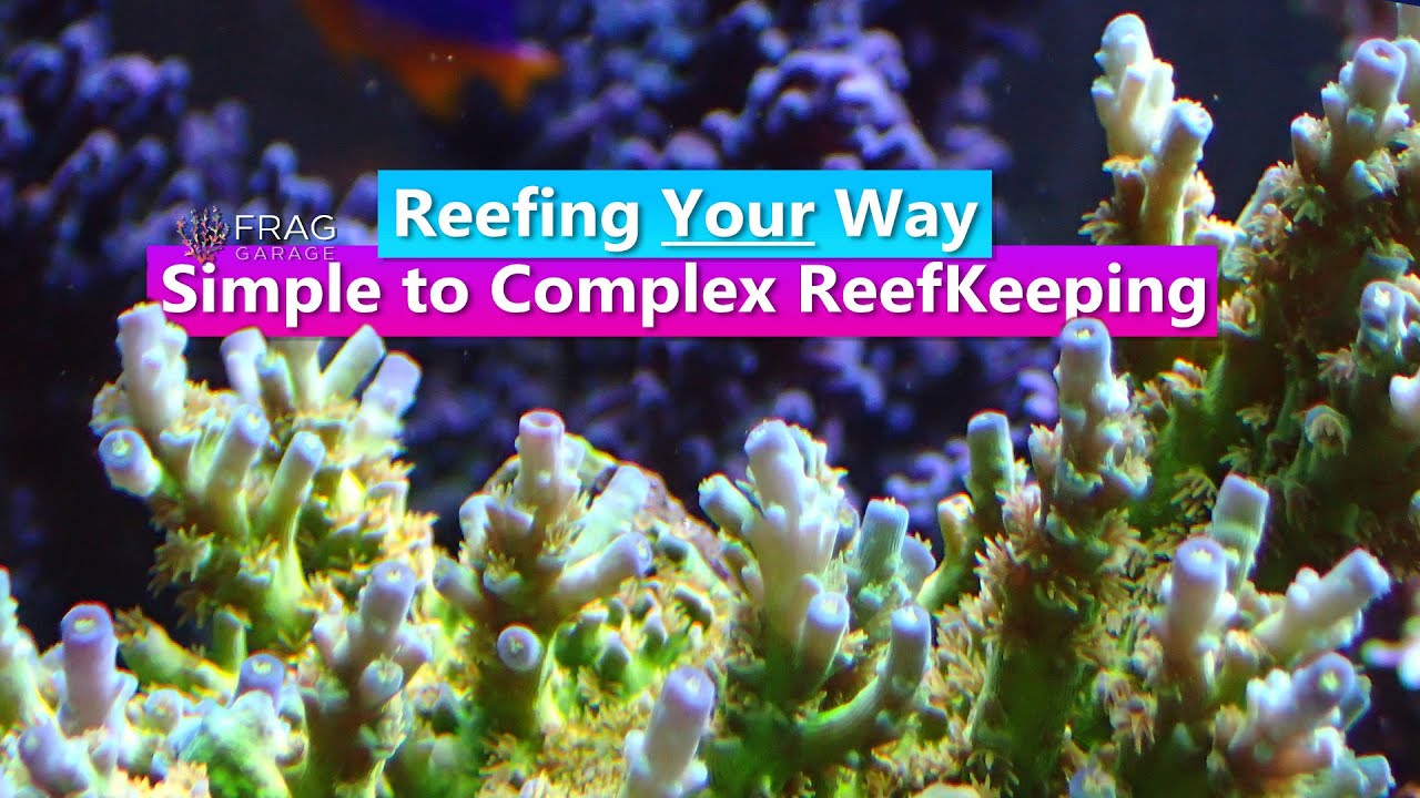 Reefing Your Way - Simple to Complex Reefkeeping with Adam from Frag ...