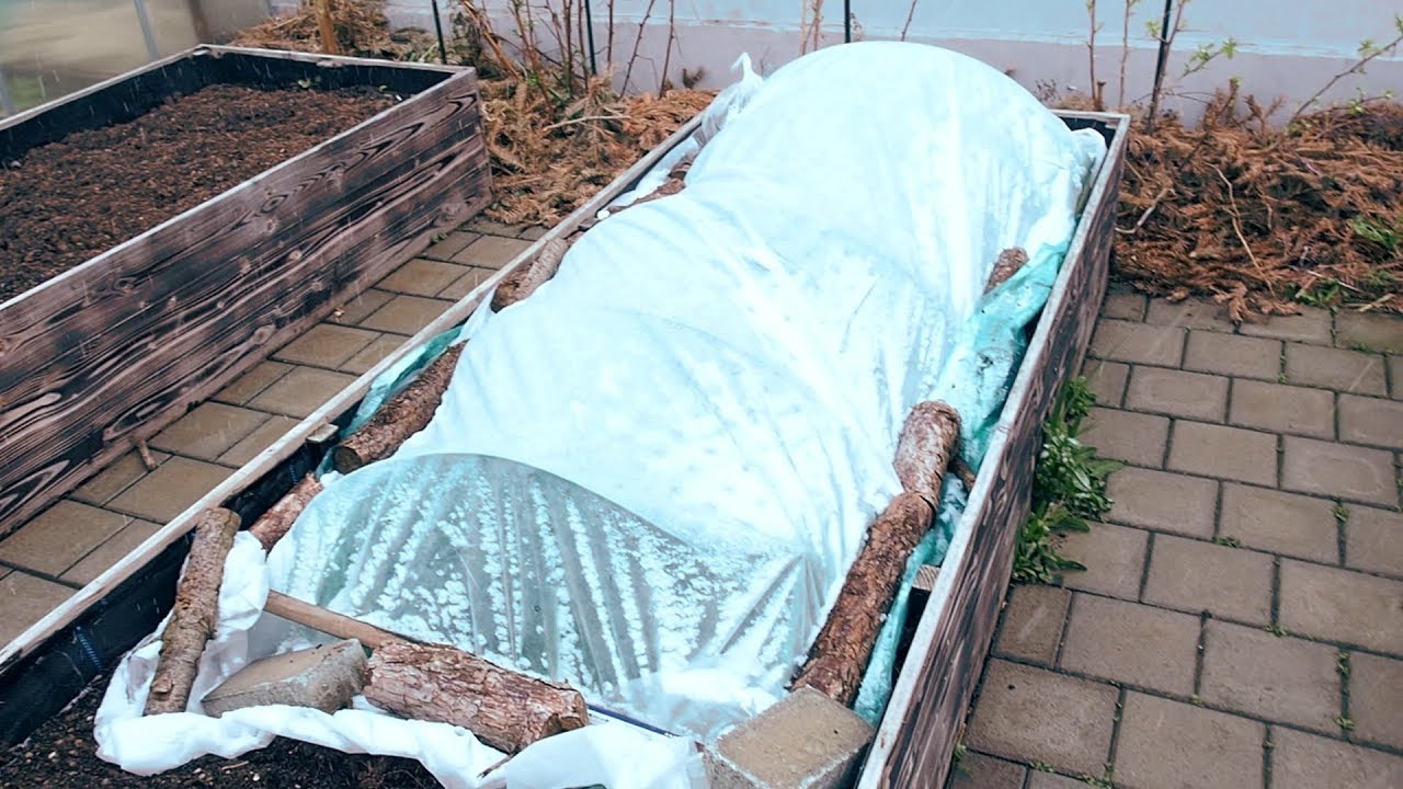 How to protect your plants from sudden cold in spring - YouTube