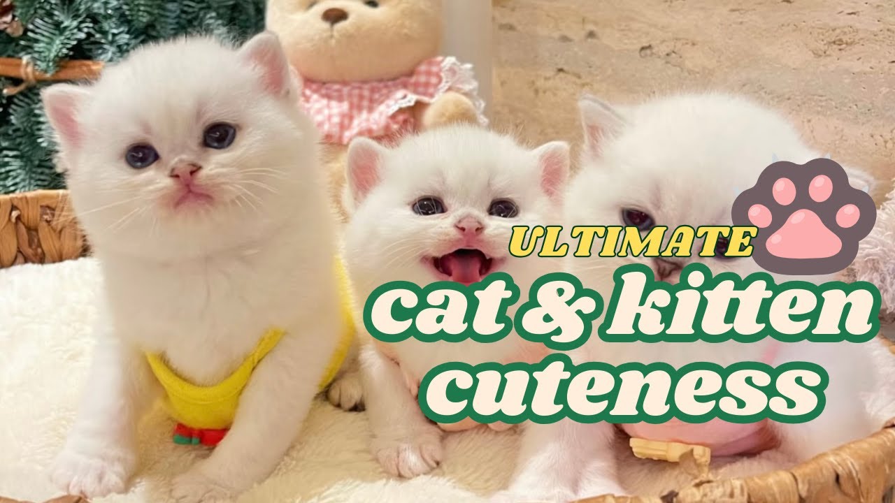 Ultimate cat and kitten cuteness - YouTube