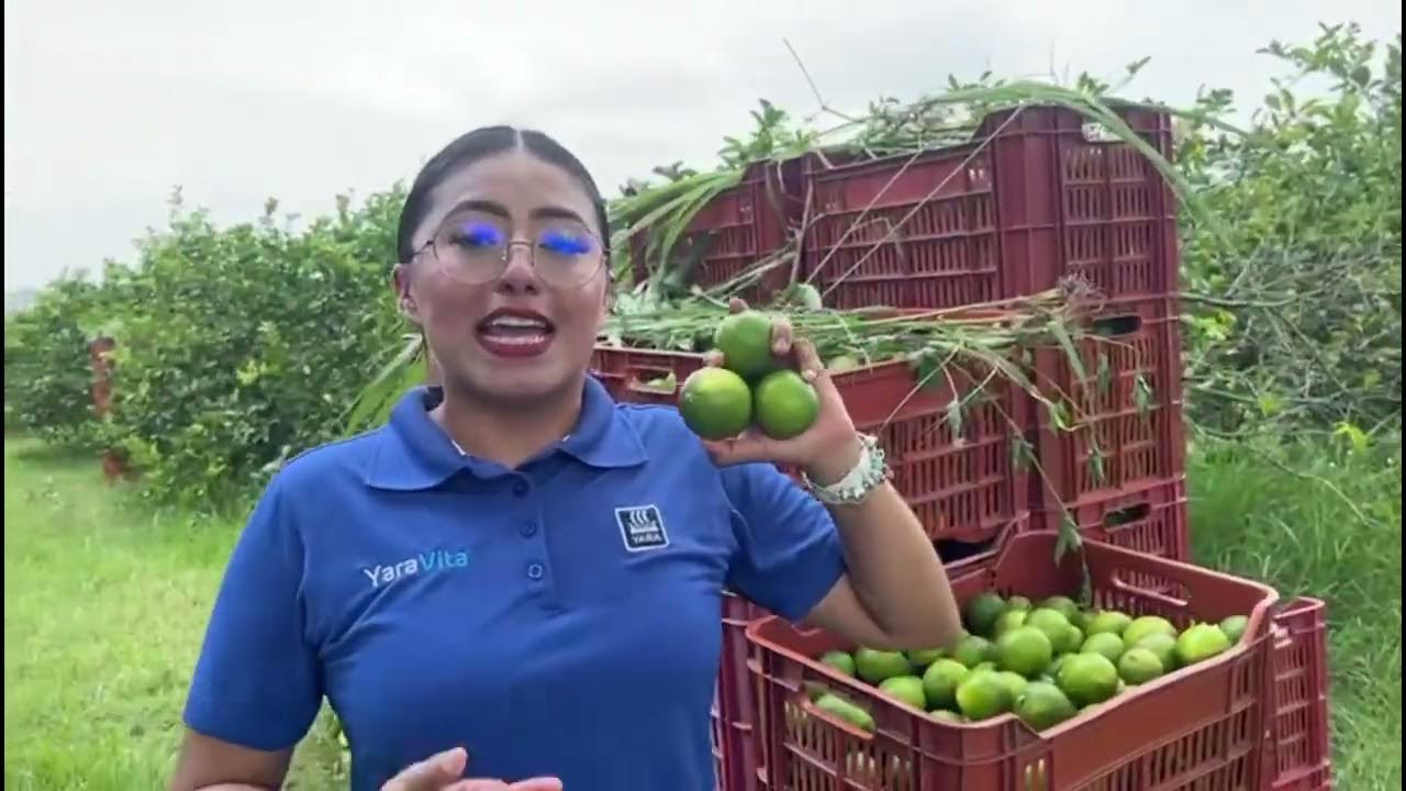 MX | SuperCitrus by Yara vs la bacteria del HLB - YouTube