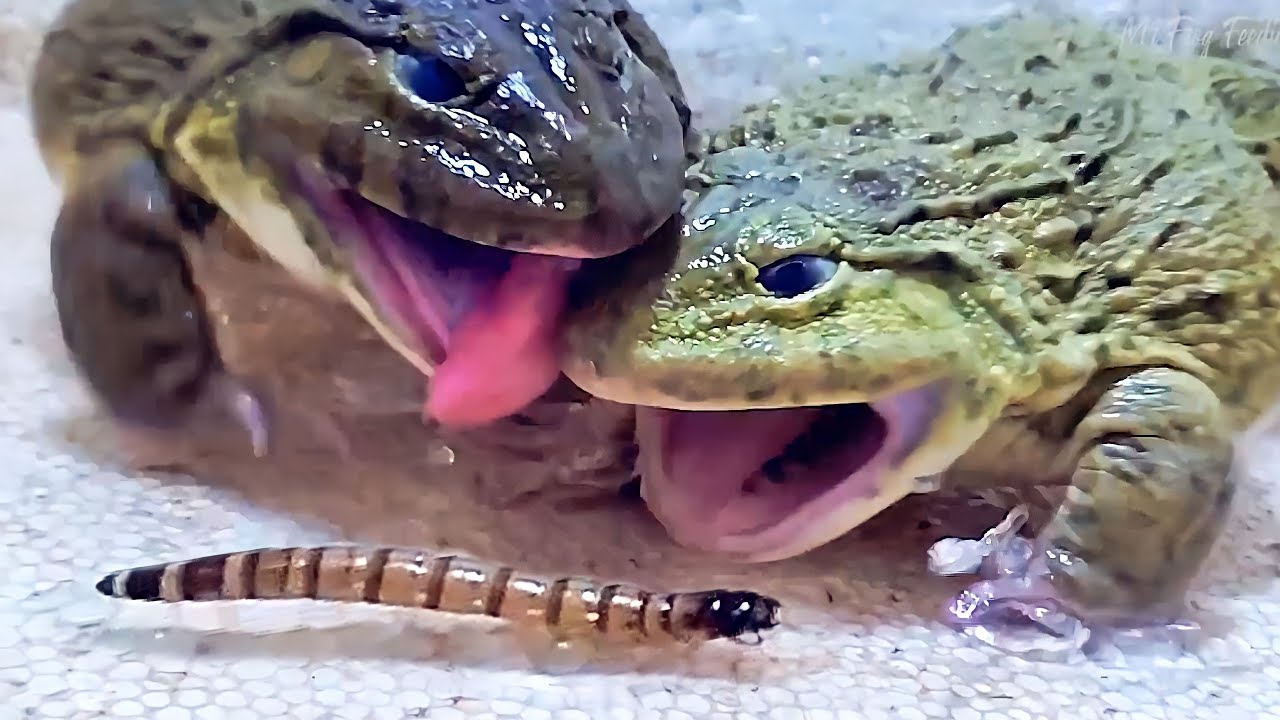 Giant Bull Frog Compete for Their Favorite Worms - YouTube