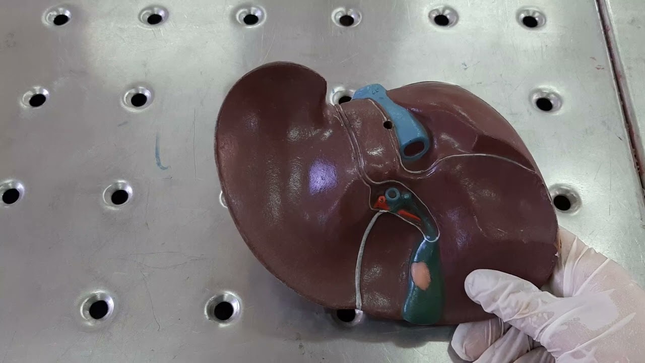 Anatomy / practical lab 17 anatomy of liver part 2 / DR.SAJA - YouTube