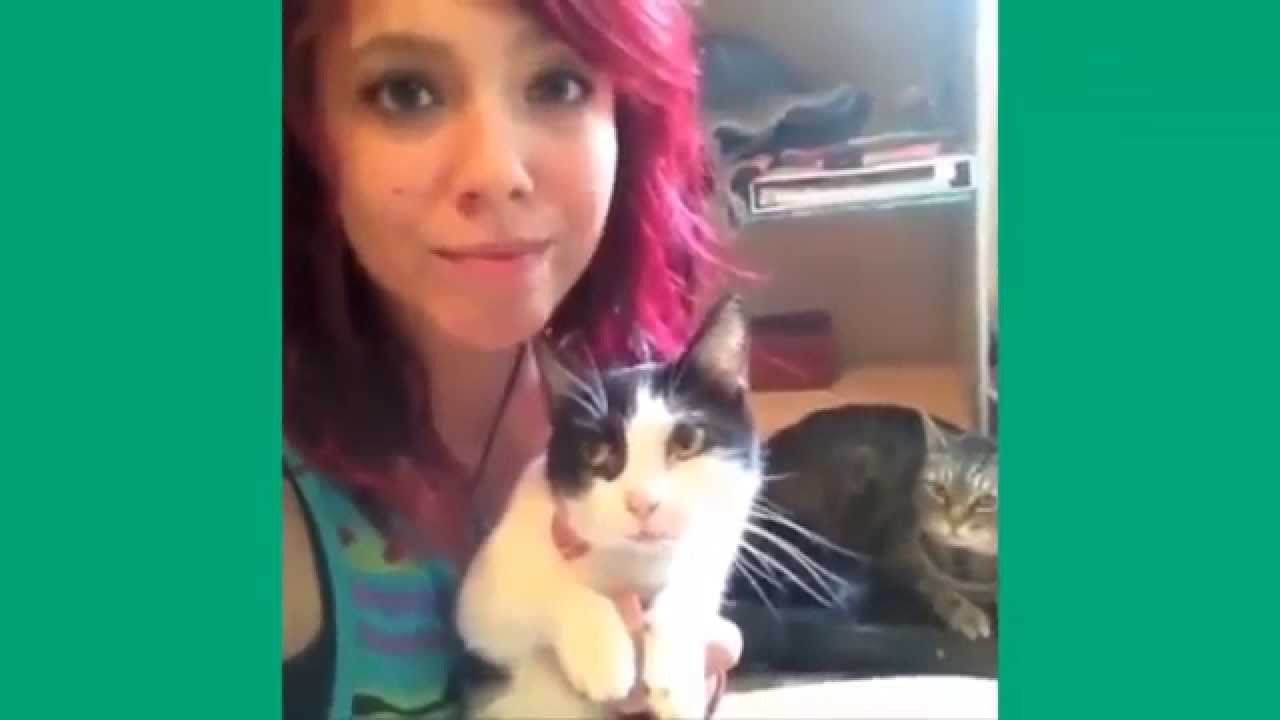 Best Cat Vines The Best Cat Vine Compilation 25 MINUTES - YouTube
