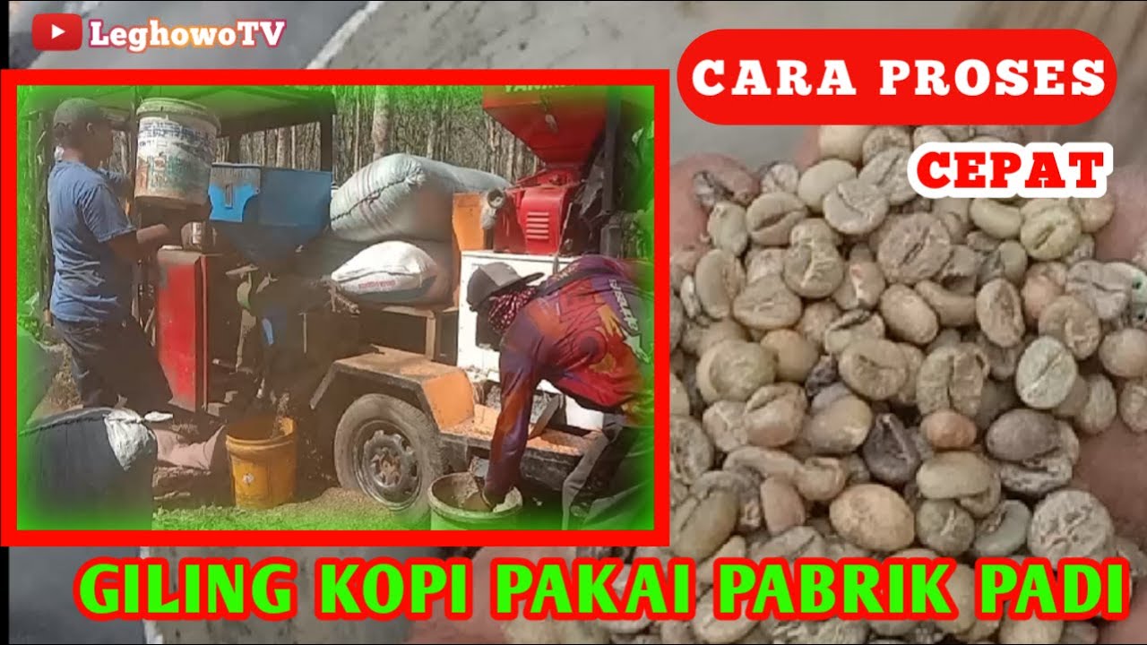 CARA PROSES GILING KOPI CEPAT DAN BAGUS PAKAI SELEP PADI KELILING‼ ...