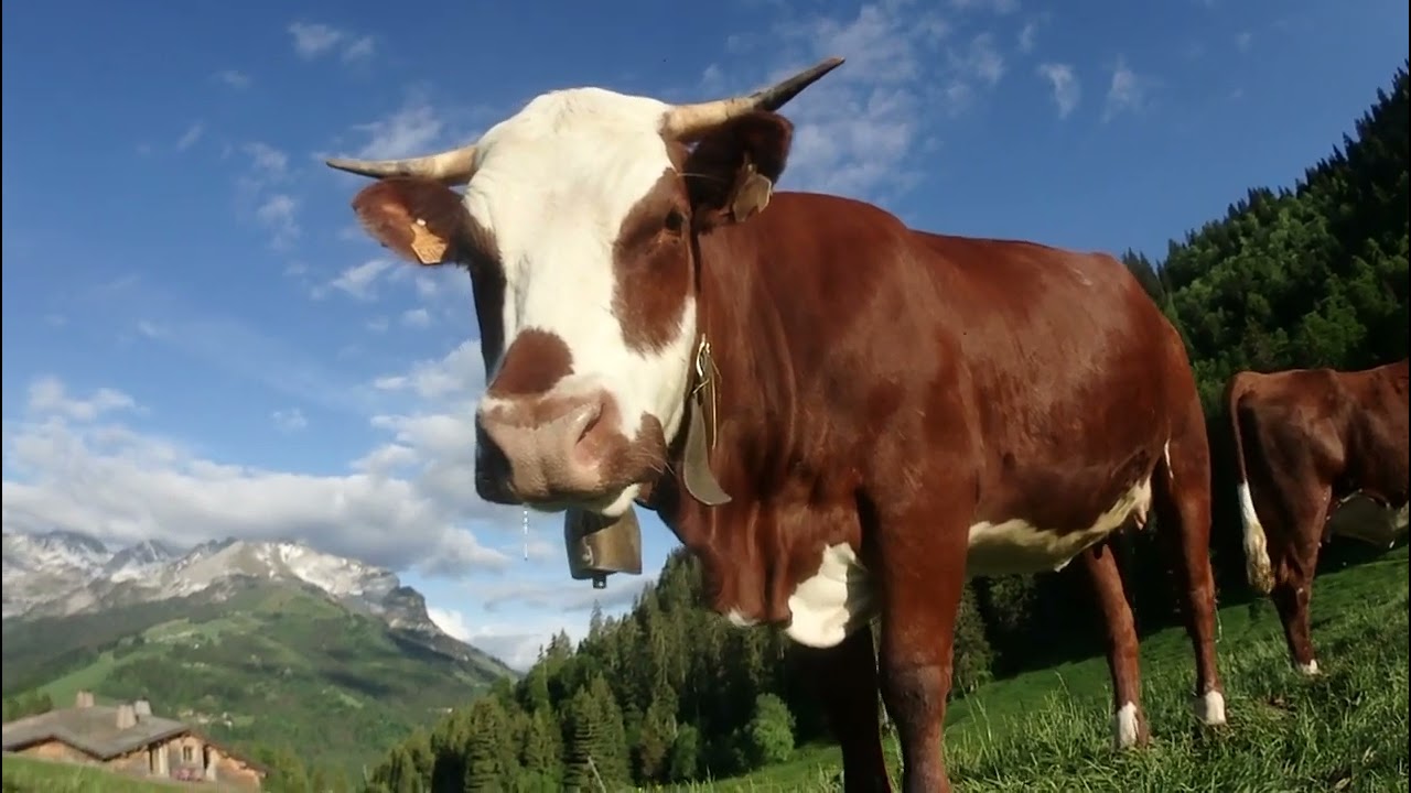Vaches des Alpes la Clusaz la race abondance sportive et élégante le ...