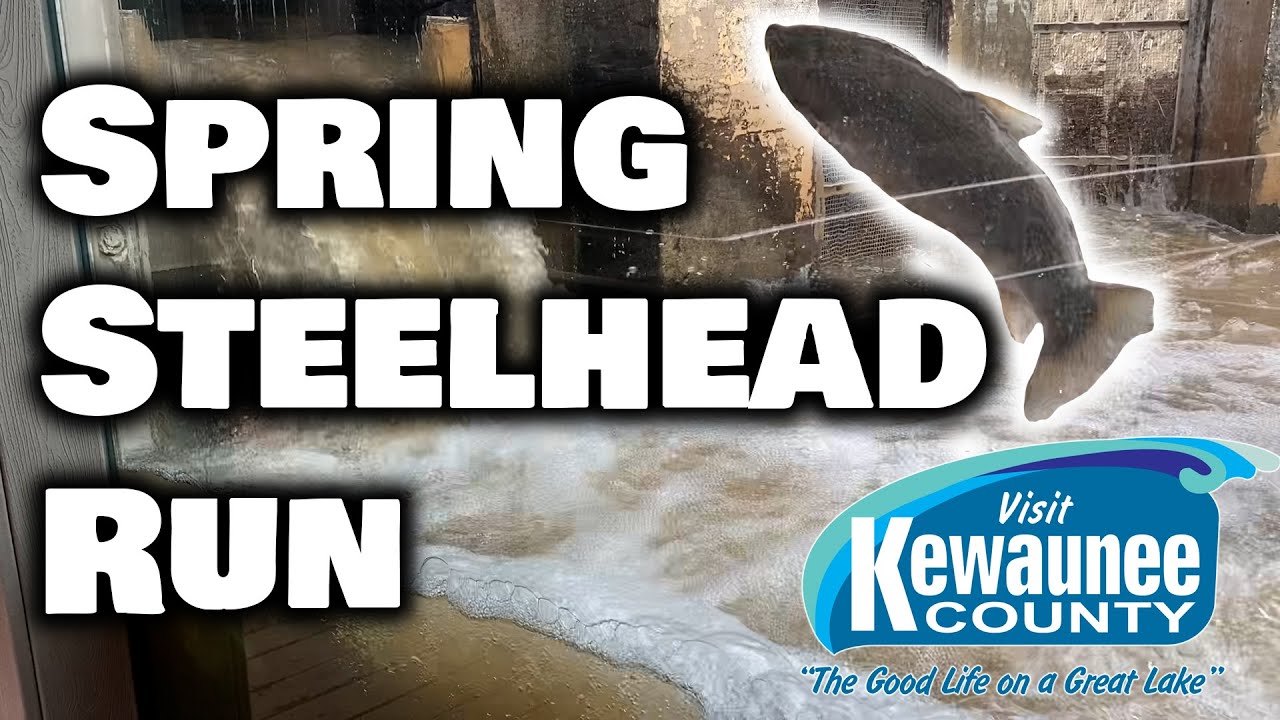 Spring Steelhead Run 2025 In Kewaunee County - YouTube