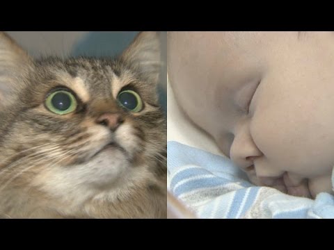 Gato salva bebé na russia