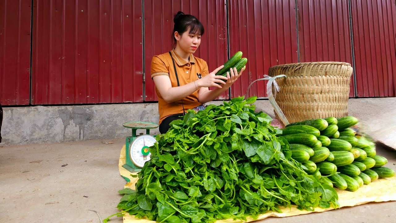 Harvesting Cucumbers & Vegetable goes to the market sell - Gardening ...