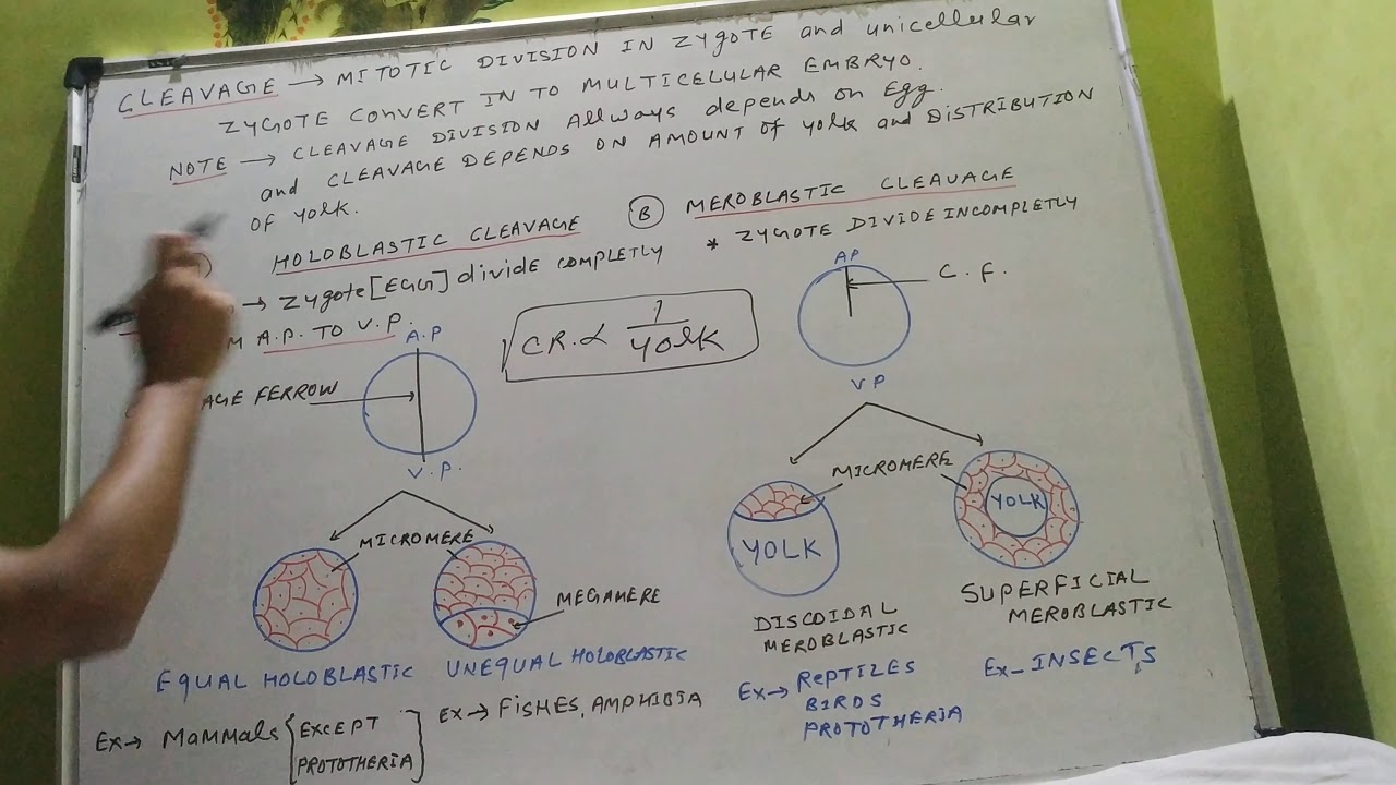 Cleavage division (types of cleavage) - YouTube