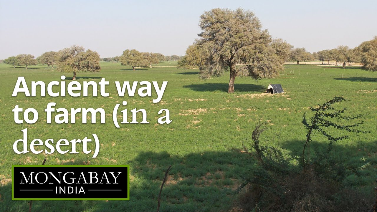 Reviving a traditional method to farm in a desert | Jaisalmer's ...