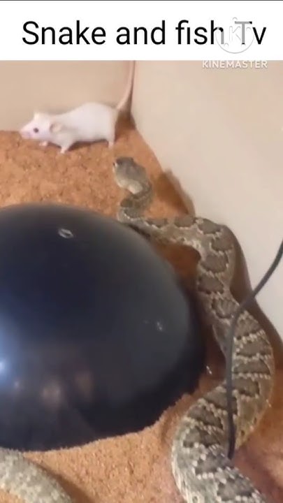 big python snake attack a rat 🐍🐍|| #shorts #kingcobra #python #youtubeshorts - YouTube