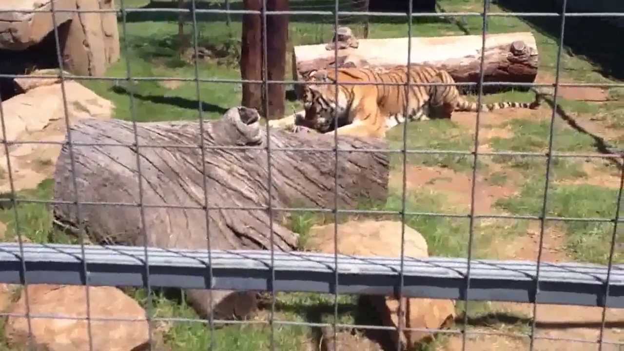 Siberian Tigers at Lory Park Midrand - YouTube