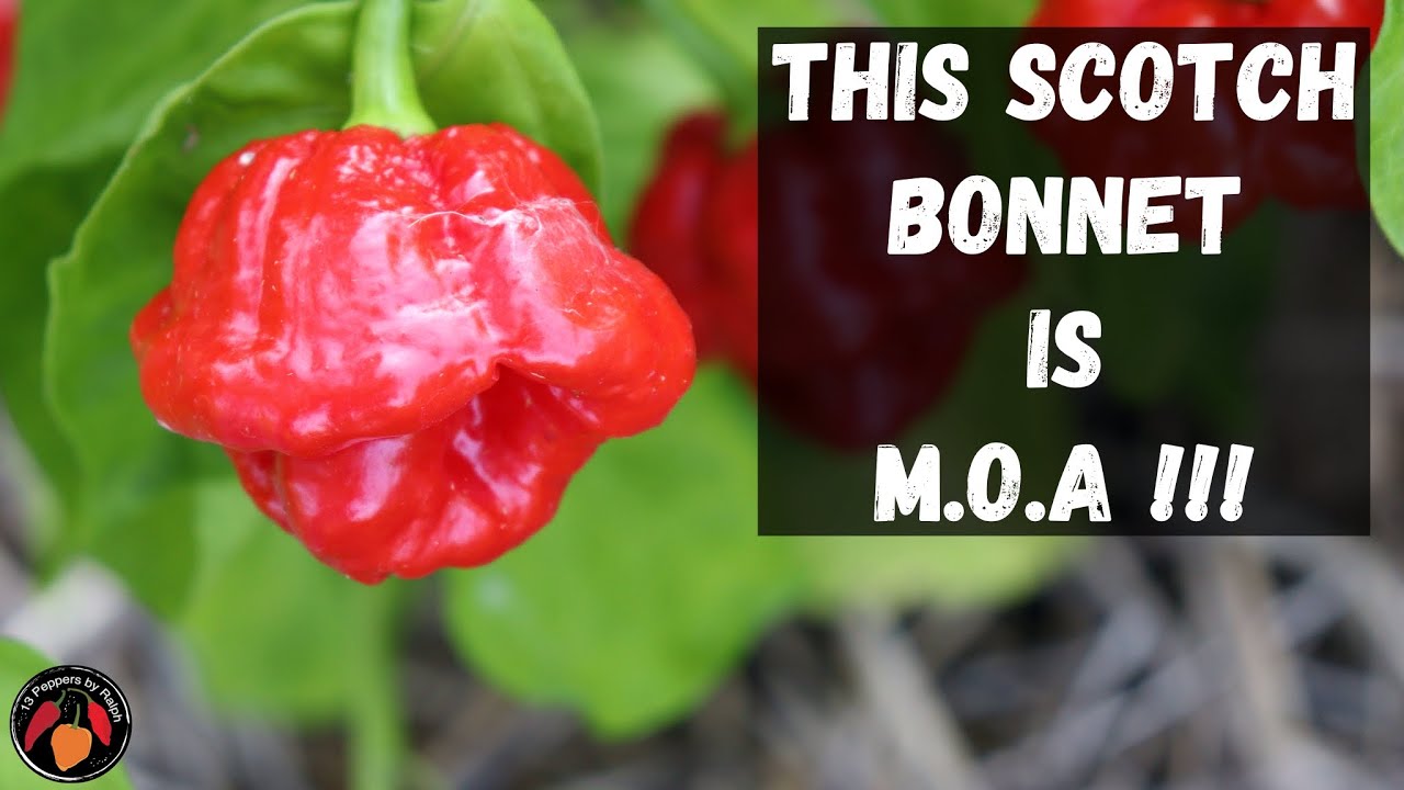 Scotch Bonnet MOA Red Pepper Review and Tasting - YouTube