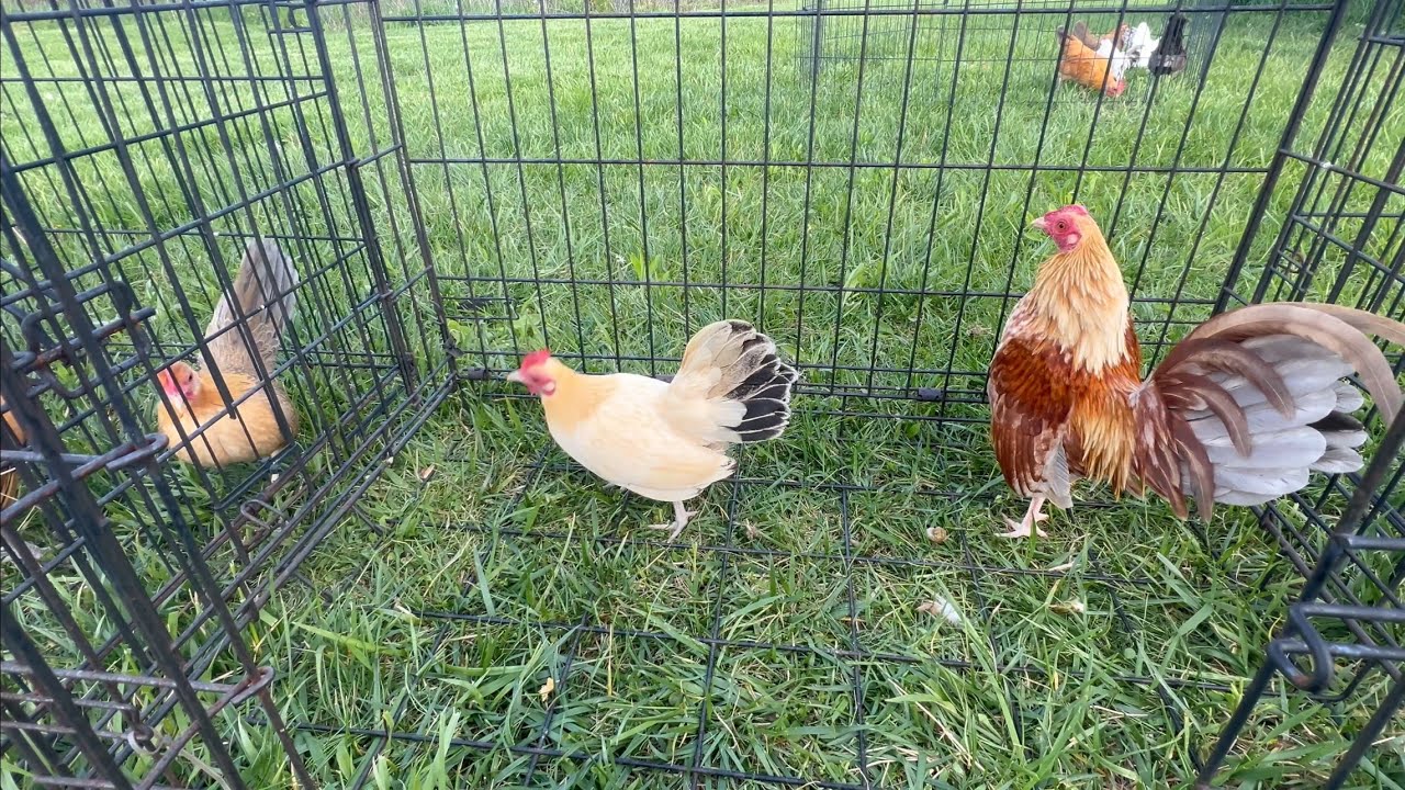 Slow progress is better than no progress(Old English & Azteca Bantams ...