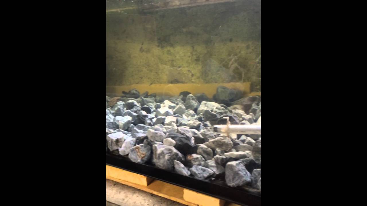 1000 Liter Aquarium - YouTube
