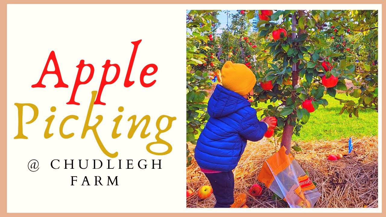 Apple picking at CHUDLEIGH FARM - YouTube