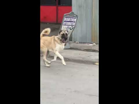 KANGAL (ZALIM VS PİTBULL)