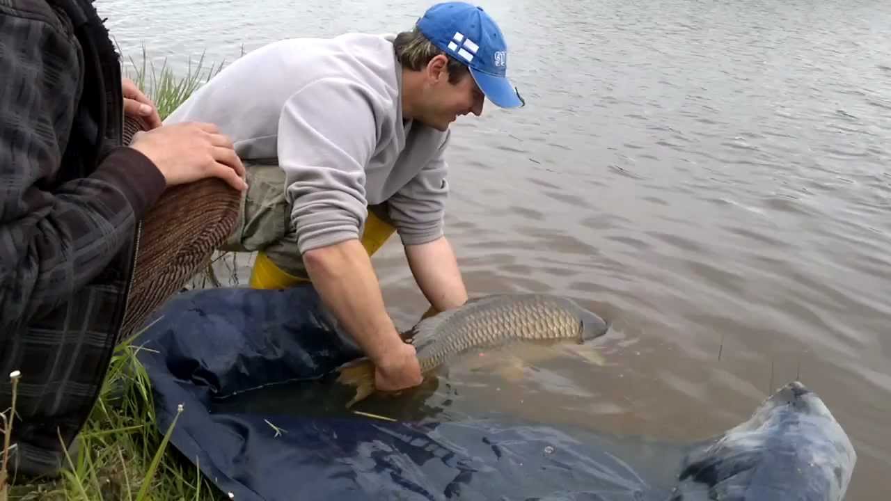 Karpa 9.85kg - Carp fishing 9.85kg (22 Lbs) Latvia - YouTube
