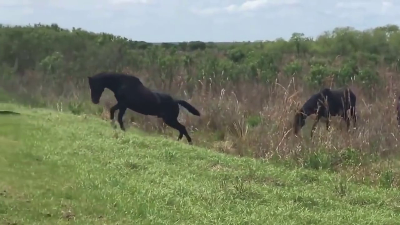 caballo ataca a caimàn horse vs alligatòr - YouTube
