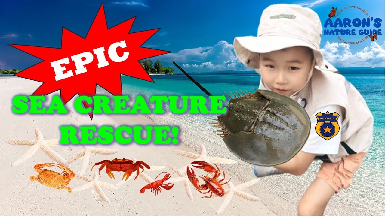 KIDS!🦀🐠EPIC SEA CREATURE RESCUE! | SAVING HORSESHOE CRAB | EDUCATIONAL ...