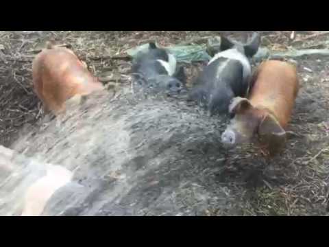 Cooling off the pigs - YouTube