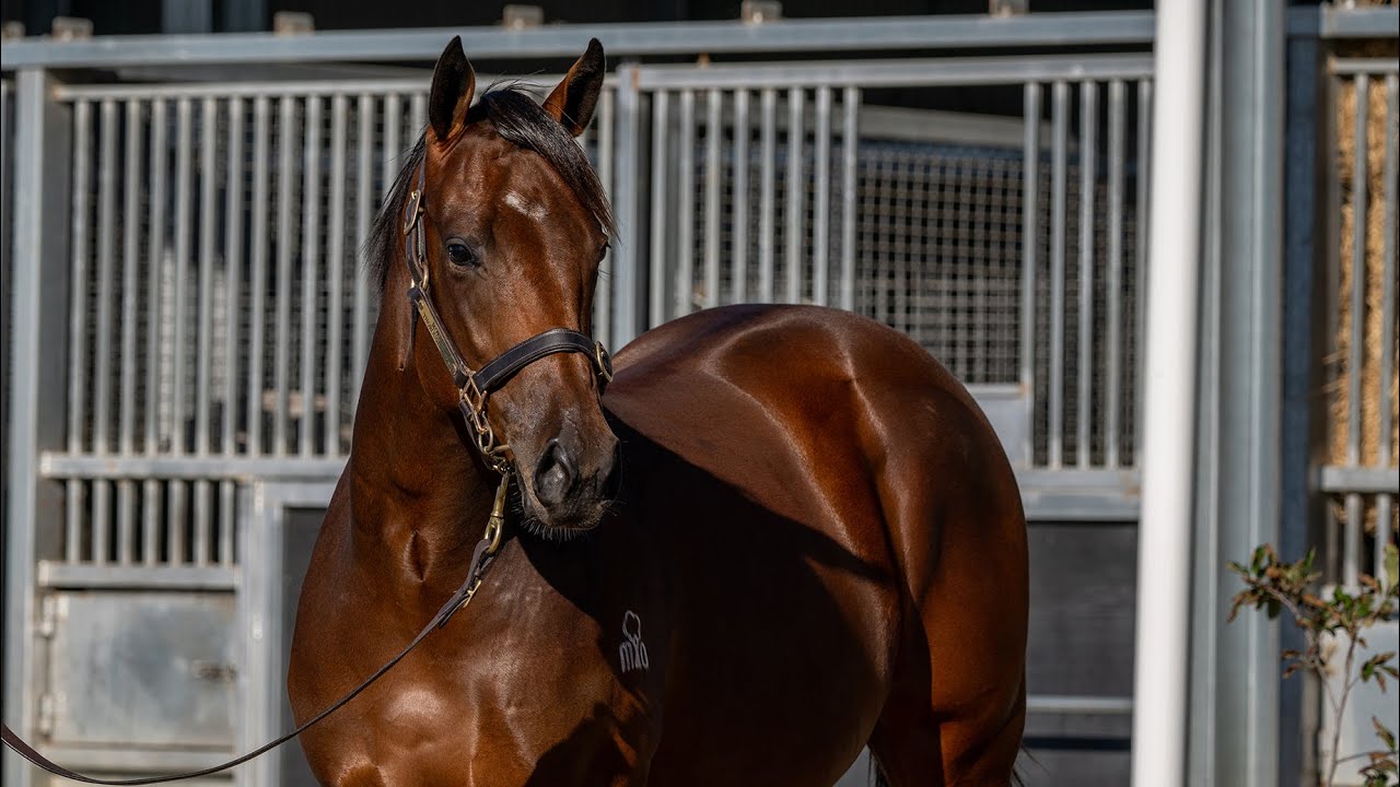 Lot 136 Levendi x White Gazelle Filly from Motree Thoroughbreds - YouTube