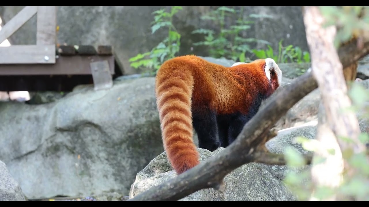 Red Panda Run Around - YouTube