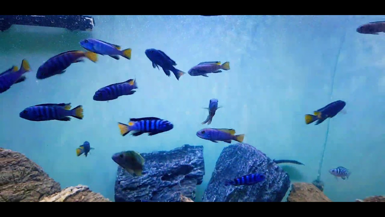 Pseudotropheus sp. 'Elongatus Mphanga"_Cichlid Fisheshop.com - YouTube