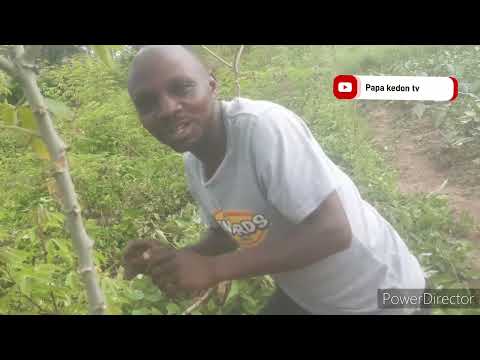 Wari bwabone ikijumbu kimwe gipima ibiro 3kg bikurikirane hanooo