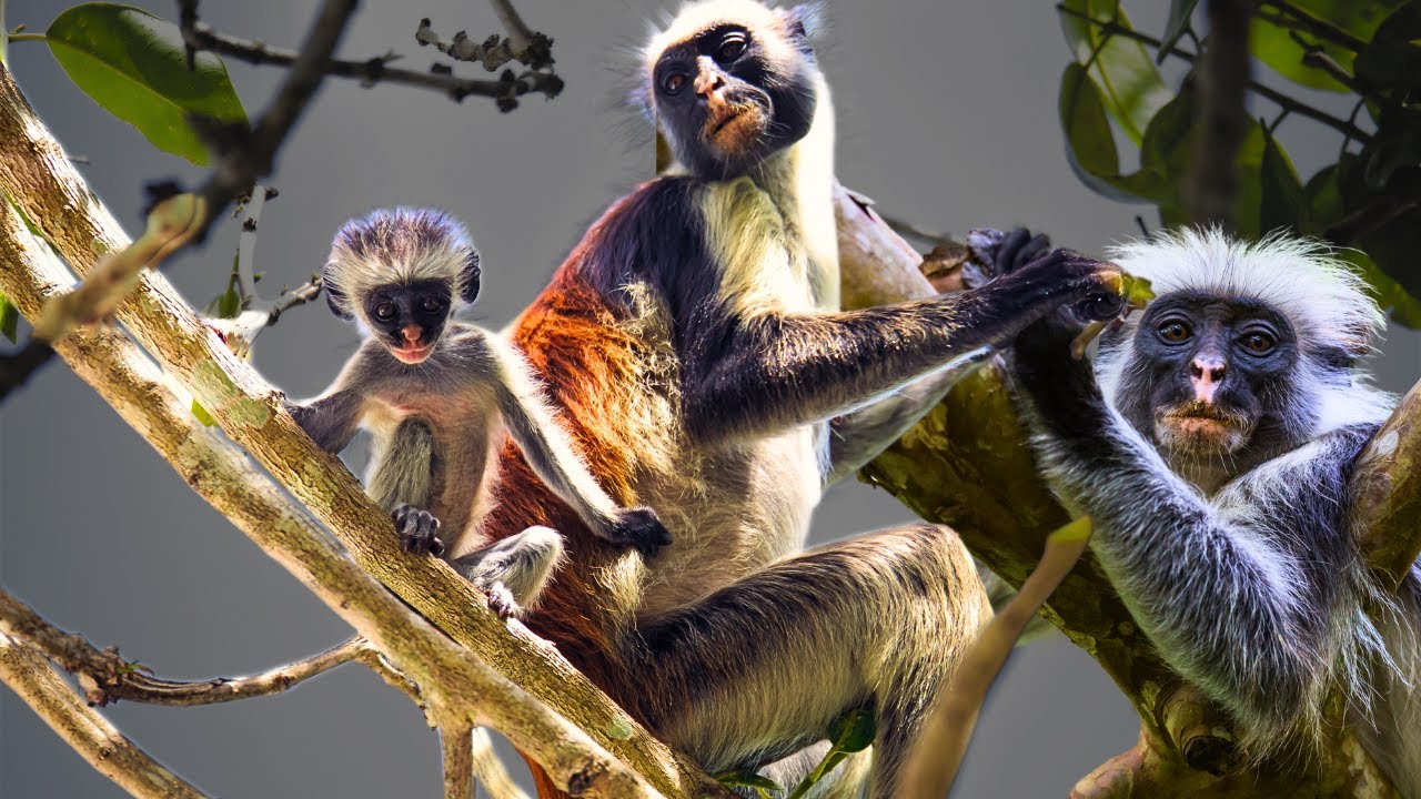 Red Colobus Monkey - The Colorful and Unique Primate of Africa - YouTube