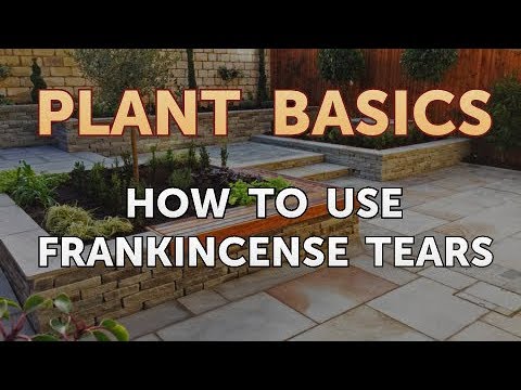 How to Use Frankincense Tears - YouTube