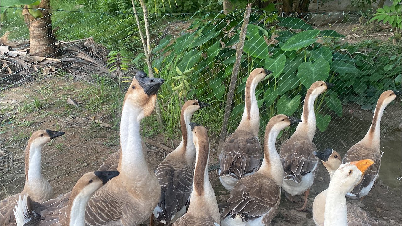 Beautiful Goose are eating their food -Raising natural geese - YouTube