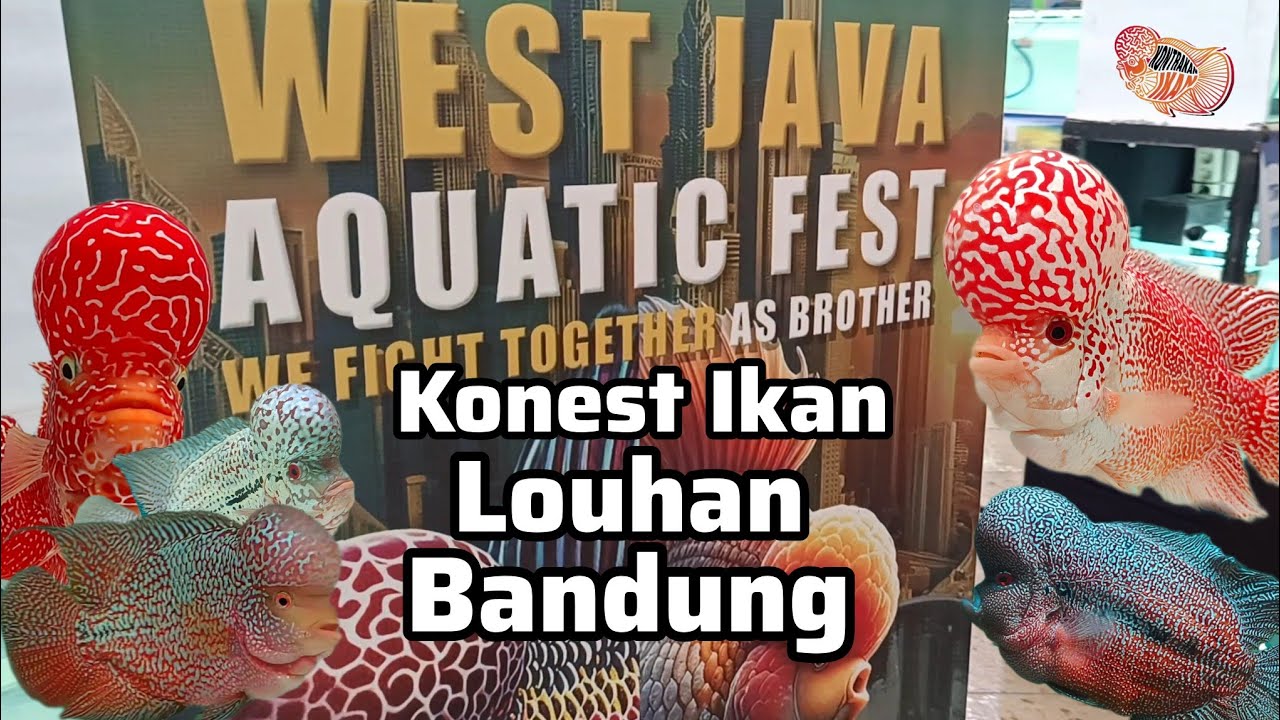 Ikan Louhan Kualitas Kontes | Flowerhorn Contest West Java Aquatic Fest ...