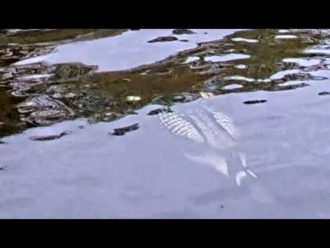 Loons Swimming Underwater May 16 - YouTube