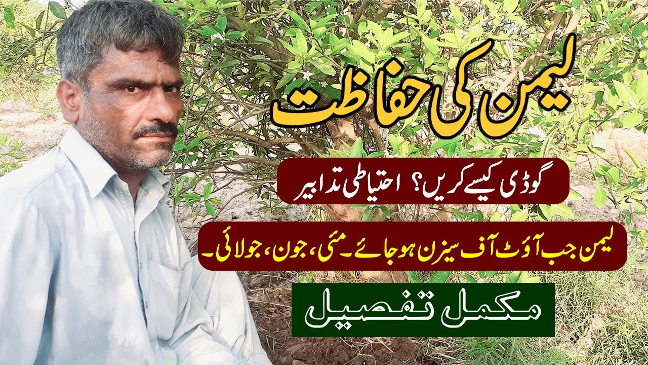 China Lemon Farming In Pakistan || How To Grow And Care Lemon Tree ...