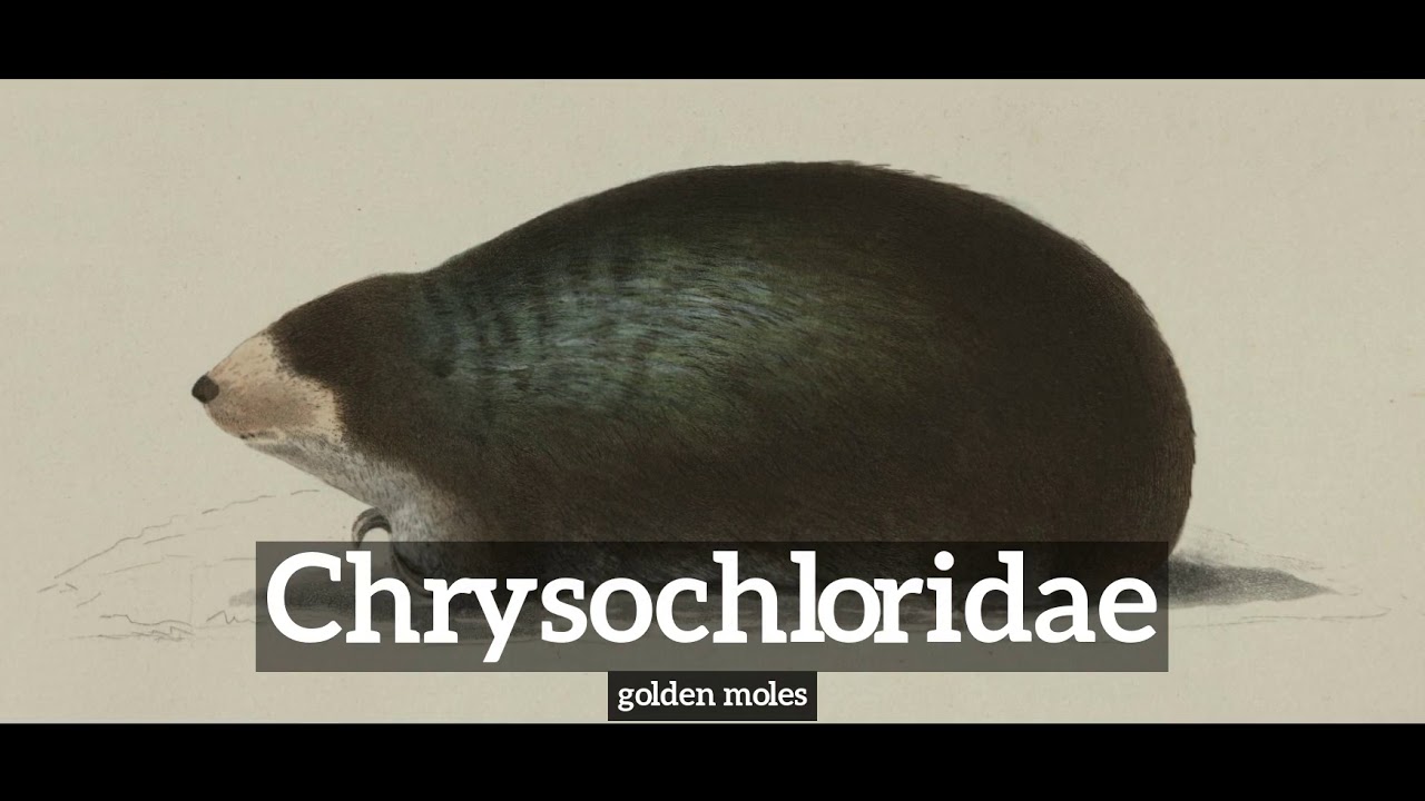 How to Say Chrysochloridae in English? | How Does Chrysochloridae Look ...
