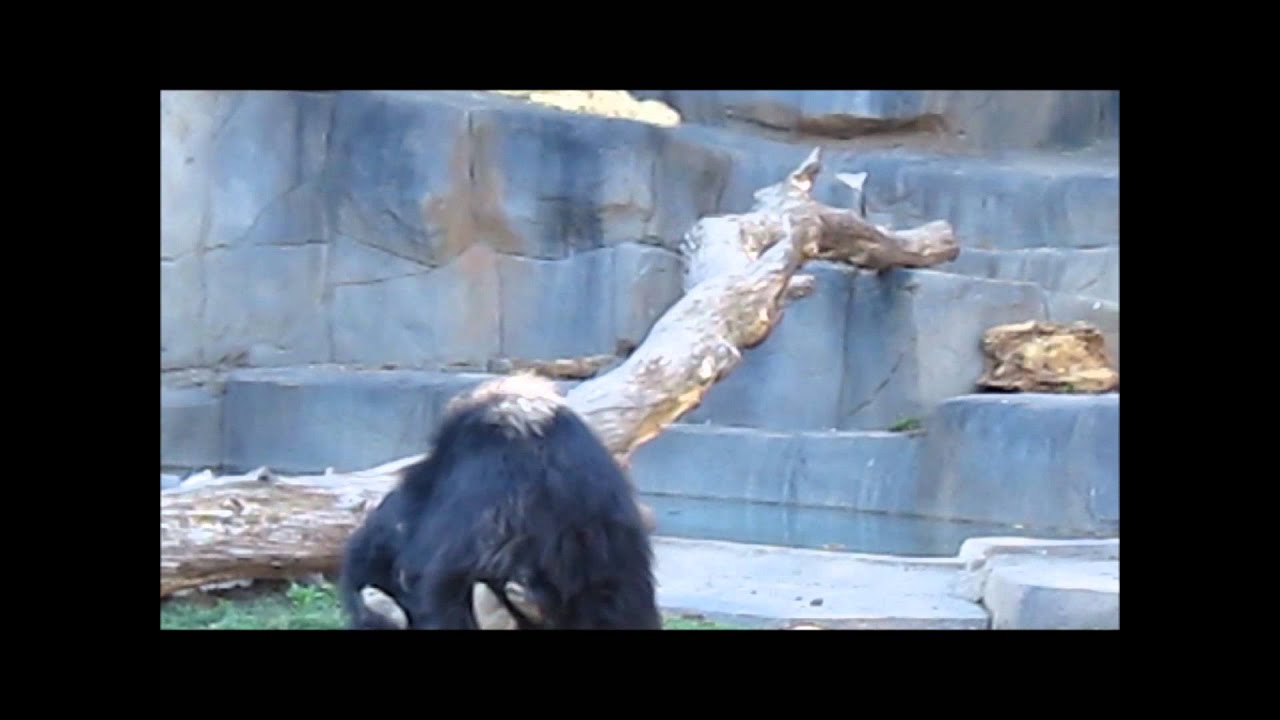 Sloth Bear Fight - YouTube