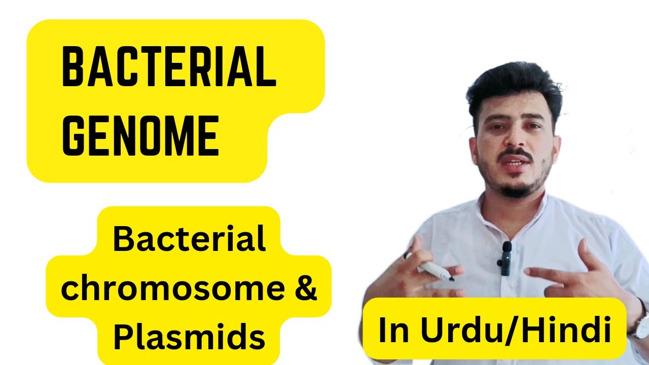 bacterial genome|nucleoid|plasmids - YouTube