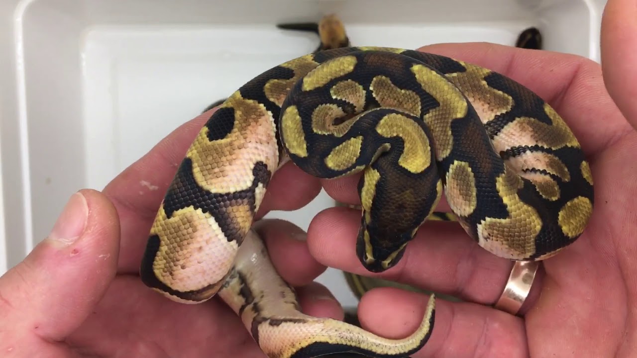 Update clutch#20 pastel champagne calico x enchi + clown / leo blade ...