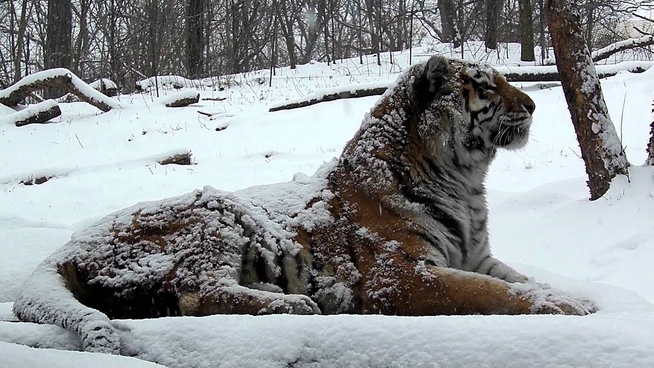 Siberian Tiger - Portrait In Falling Snow at the Bronx Zoo - YouTube