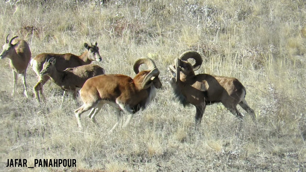 Wild sheep of urial Golestan National Park - YouTube