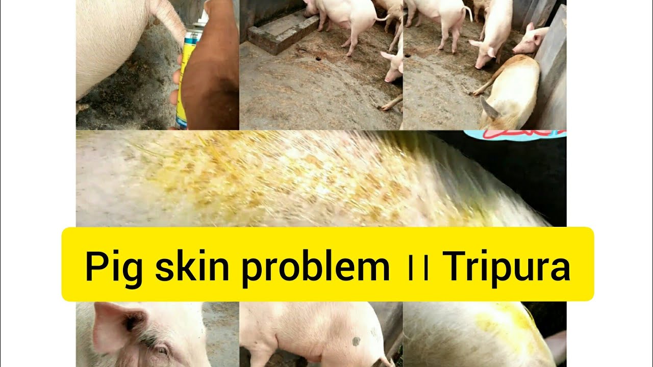 Pig skin problem , Tripura ।। Farming tripura - YouTube