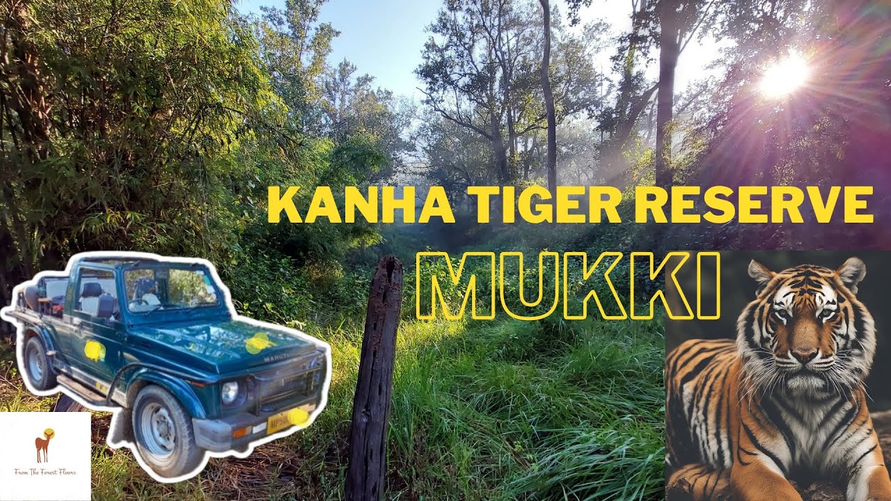 Tiger Sighting MV3 at Mukki Gate || Kanha Tiger Reserve || Winter ...