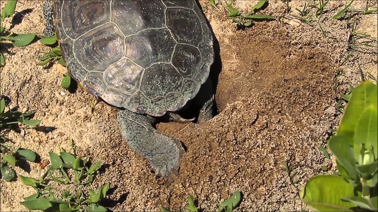 Terrapin Laying Eggs - YouTube