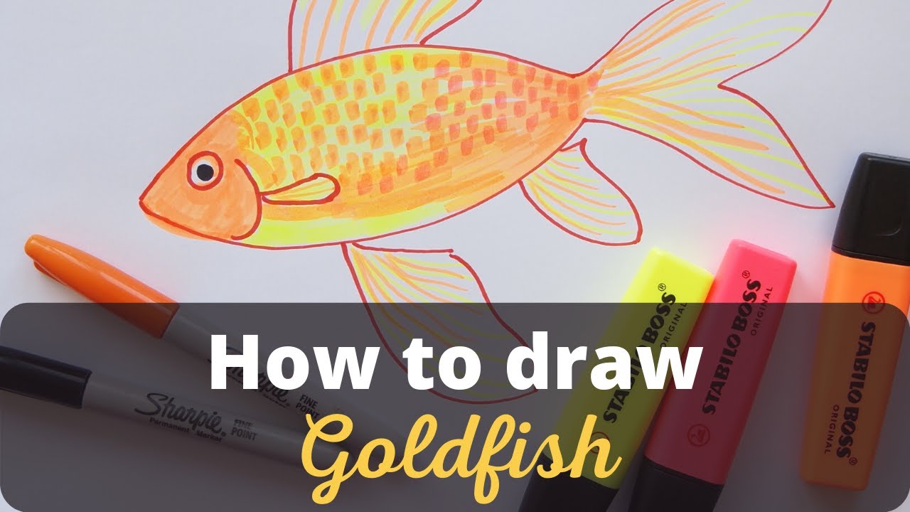 How to Draw a Goldfish - Simple realistic drawing tutorial | Colour ...