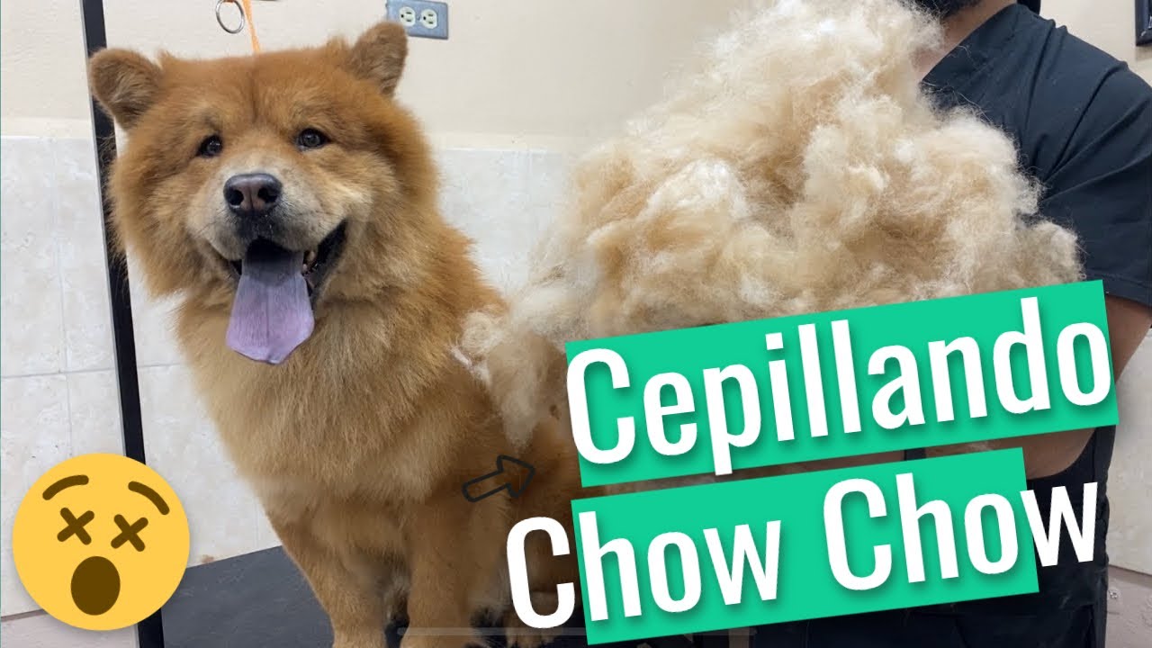Deslanando el pelo muerto de un perro Chow Chow! Peluquería canina ...