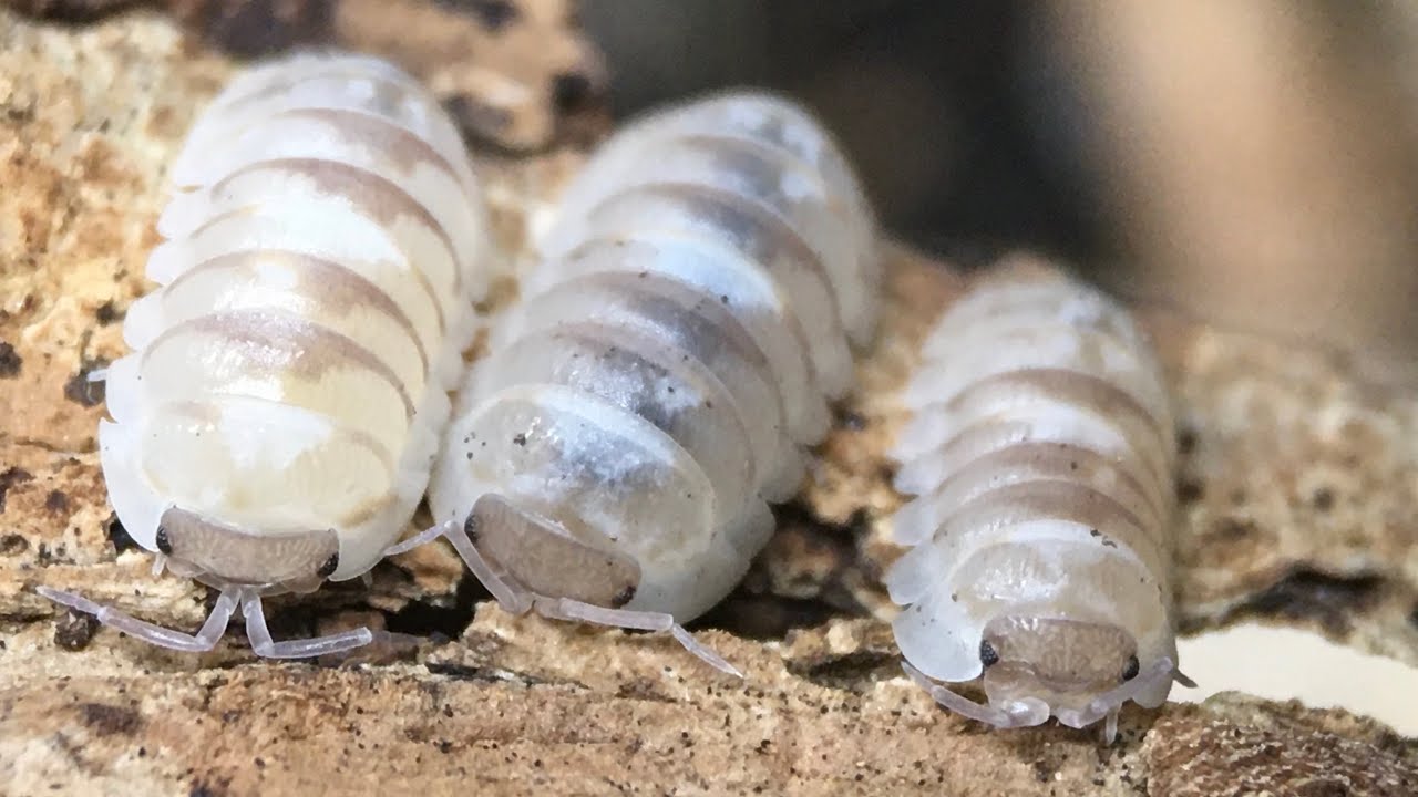 Armadillidium espanyoli ‘Marbelized’ Isopod Care Guide - YouTube