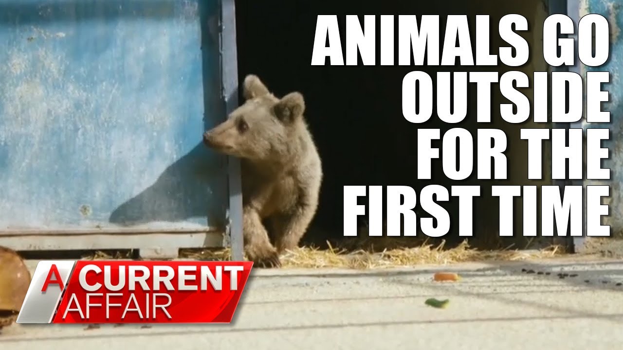 Animals set free for the first time | A Current Affair Australia - YouTube