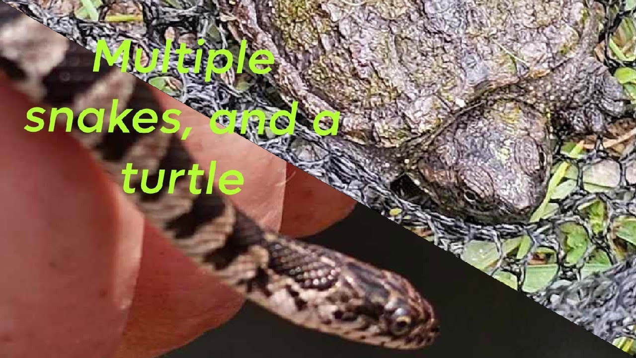 Catching multiple Northern water snakes, and a snapping turtle - YouTube